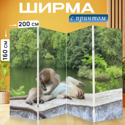 Ширма перегородка с принтом "Обезьяны, приматы, пара" на холсте - 200x160 см. для зонирования, раскладная