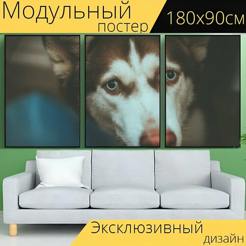 Модульный постер "Собака, милый, домашний питомец" 180 x 90 см. для интерьера