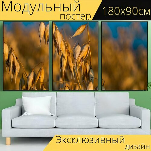 Модульный постер "Овес, зерновой, уборка урожая" 180 x 90 см. для интерьера