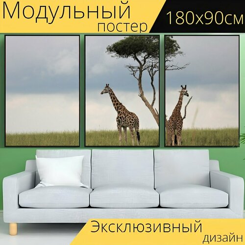 Модульный постер "Жирафы, под, дерево" 180 x 90 см. для интерьера