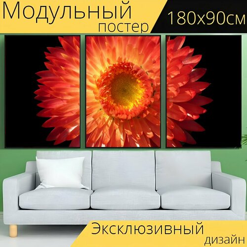 Модульный постер "Соломенный цветок, цвести, апельсин" 180 x 90 см. для интерьера