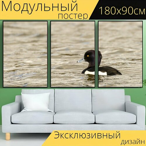 Модульный постер "Утиные, животное, гусеобразные" 180 x 90 см. для интерьера