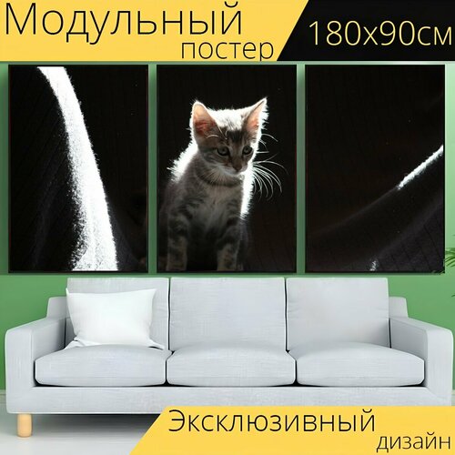 Модульный постер "Кошка, котенок, солнце" 180 x 90 см. для интерьера
