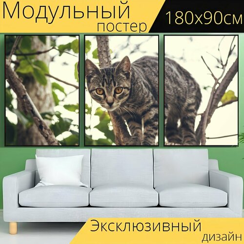 Модульный постер "Кошка, полосатый кот, филиал" 180 x 90 см. для интерьера