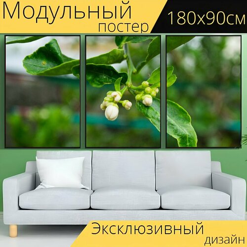 Модульный постер "Растения, садовое растение, сад" 180 x 90 см. для интерьера