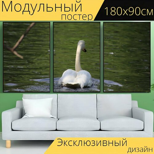 Модульный постер "Лебедь, птица, пруд" 180 x 90 см. для интерьера