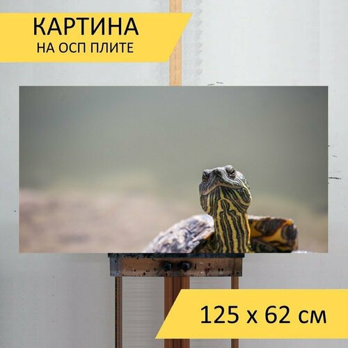 Картина на ОСП 125х62 см. "Черепаха, рептилия, природа" горизонтальная, для интерьера, с креплениями