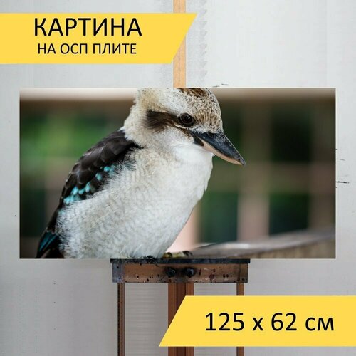 Картина на ОСП 125х62 см. "Кукабарра, птица, австралия" горизонтальная, для интерьера, с креплениями