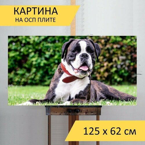 Картина на ОСП 125х62 см. "Боксер, собака, пыхтение" горизонтальная, для интерьера, с креплениями