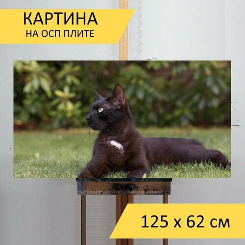 Картина на ОСП 125х62 см. "Котенок, кошка, черный кот" горизонтальная, для интерьера, с креплениями