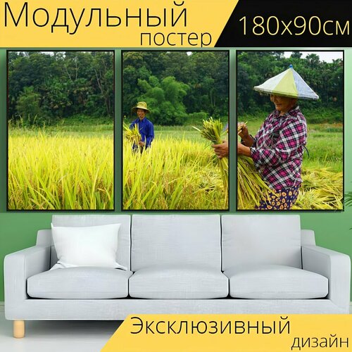 Модульный постер "Уборка урожая, рисовые поля, фермеры пожинают риса" 180 x 90 см. для интерьера