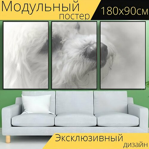 Модульный постер "Животное, портрет, собака" 180 x 90 см. для интерьера
