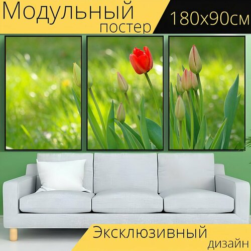Модульный постер "Тюльпан, цветочные луковицы, цветы" 180 x 90 см. для интерьера