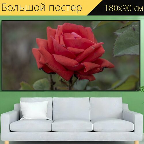 Большой постер "Роза, цветок, природа" 180 x 90 см. для интерьера