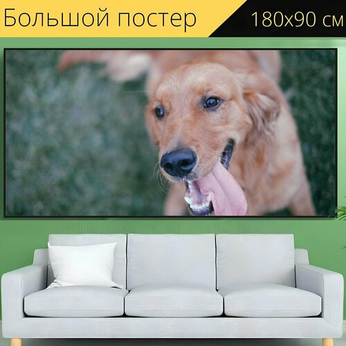Большой постер "Собака, домашний питомец, счастливый" 180 x 90 см. для интерьера