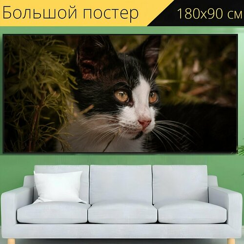 Большой постер "Кошка, кошачий, домашний питомец" 180 x 90 см. для интерьера