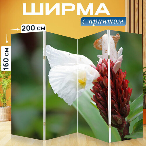 Ширма перегородка с принтом "Цветок, тропический, блум" на холсте - 200x160 см. для зонирования, раскладная