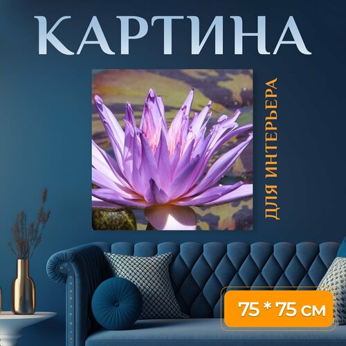 Картина на холсте "Фиолетовый, цветок, цветущий" на подрамнике 75х75 см. для интерьера