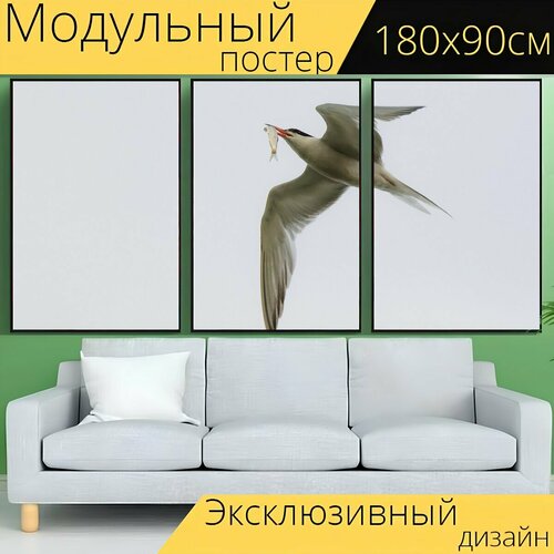 Модульный постер "Полярная крачка, морская птица, птица" 180 x 90 см. для интерьера