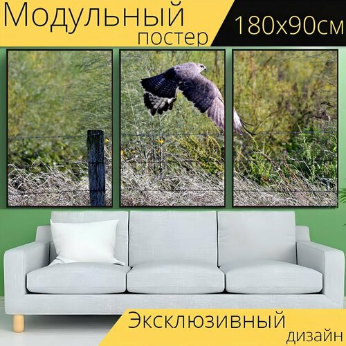 Модульный постер "Обыкновенный канюк, хищная птица, птица" 180 x 90 см. для интерьера