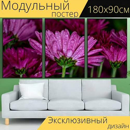 Модульный постер "Цветы, хризантема, капли" 180 x 90 см. для интерьера