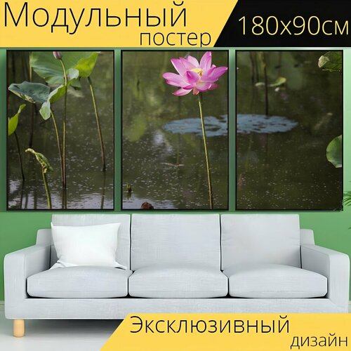 Модульный постер "Лотос, водяная лилия, водные растения" 180 x 90 см. для интерьера