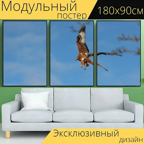 Модульный постер "Канюк, птица, летающий" 180 x 90 см. для интерьера