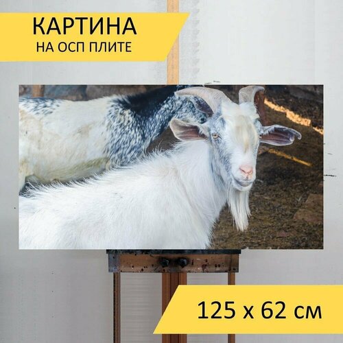 Картина на ОСП 125х62 см. "Козел, белая коза, ферма" горизонтальная, для интерьера, с креплениями