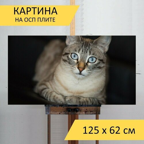 Картина на ОСП 125х62 см. "Кошка, голубые глаза, котенок" горизонтальная, для интерьера, с креплениями