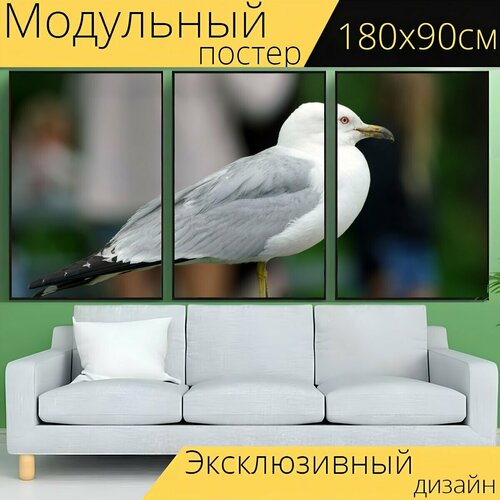 Модульный постер "Чайка, птица, животное" 180 x 90 см. для интерьера