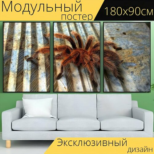 Модульный постер "Тарантул, паук, животное" 180 x 90 см. для интерьера