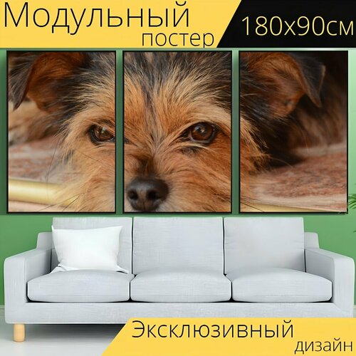 Модульный постер "Собака, лицо, домашний питомец" 180 x 90 см. для интерьера