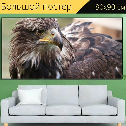 Большой постер "Золотой орёл, голова орла, адлер" 180 x 90 см. для интерьера