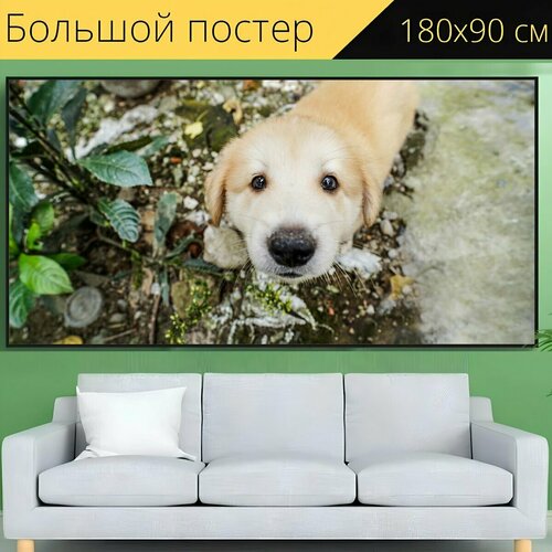 Большой постер "Собака, щенки, прекрасный" 180 x 90 см. для интерьера