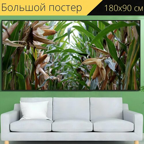 Большой постер "Кукуруза в початках, кукурузное поле, сельское хозяйство" 180 x 90 см. для интерьера