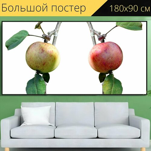 Большой постер "Яблоко, ветвь, фрукты" 180 x 90 см. для интерьера