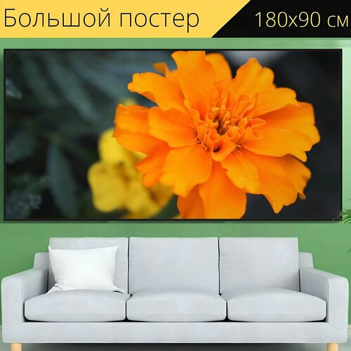 Большой постер "Бархатцы, цветок, апельсин" 180 x 90 см. для интерьера