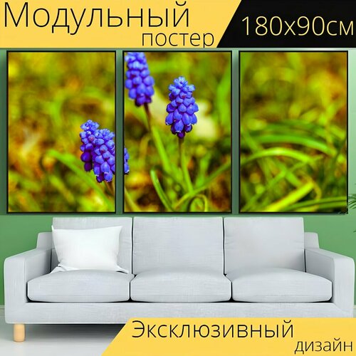 Модульный постер "Гиацинт, остроконечный цветок, фиолетовый" 180 x 90 см. для интерьера