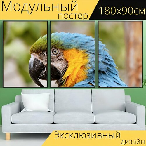 Модульный постер "Попугай, птица, голова" 180 x 90 см. для интерьера