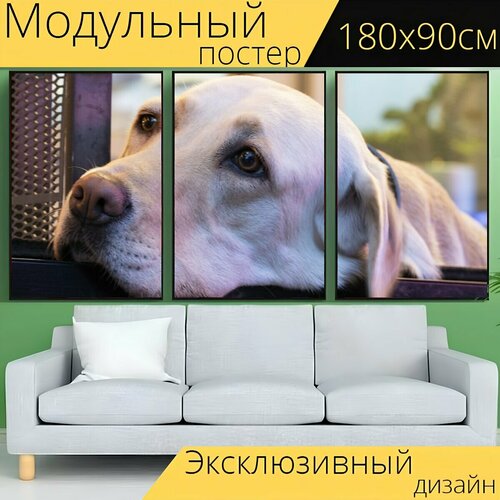 Модульный постер "Собака, домашняя собака, щенок" 180 x 90 см. для интерьера