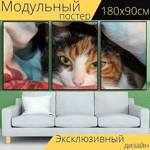 Модульный постер "Кот, глаза, кошачий" 180 x 90 см. для интерьера