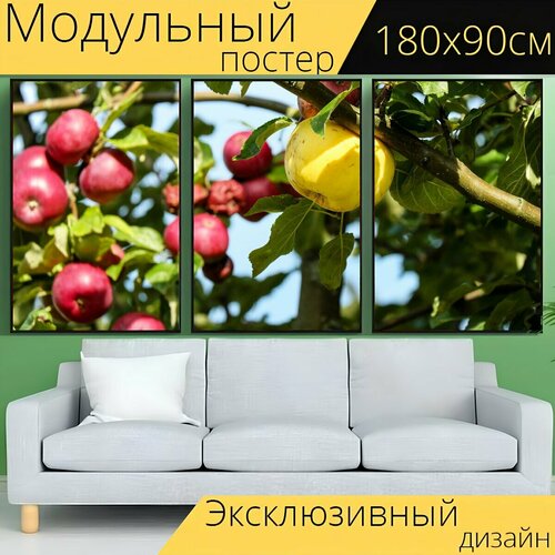 Модульный постер "Яблоки, фрукты, красный" 180 x 90 см. для интерьера