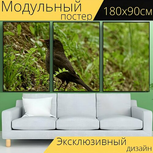 Модульный постер "Черный дрозд, птица, природа" 180 x 90 см. для интерьера