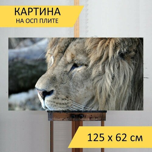 Картина на ОСП 125х62 см. "Лев, животное, зоопарк" горизонтальная, для интерьера, с креплениями