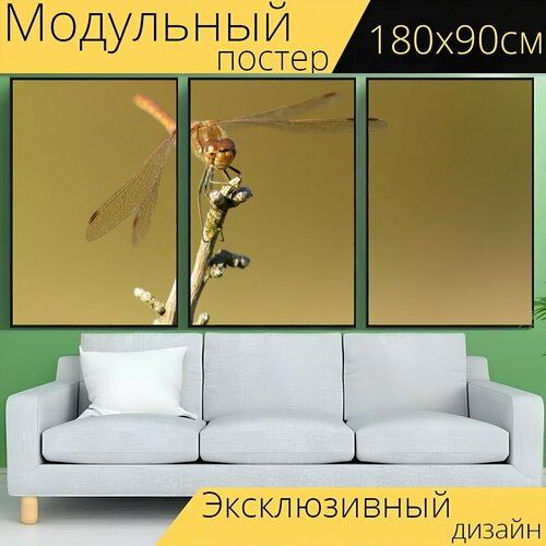 Модульный постер "Стрекоза, насекомое, скиммер" 180 x 90 см. для интерьера