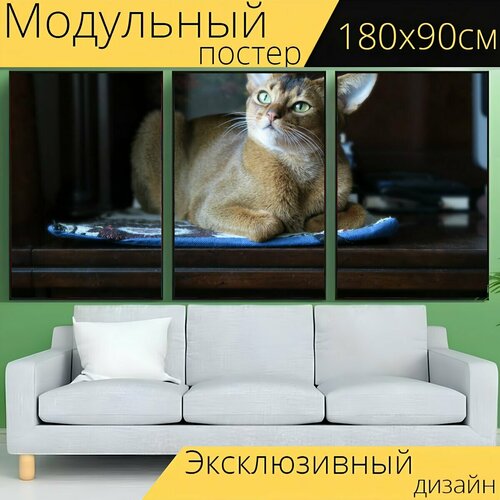 Модульный постер "Кошки абиссинцы, абиссинцы, абиссинцы котята" 180 x 90 см. для интерьера
