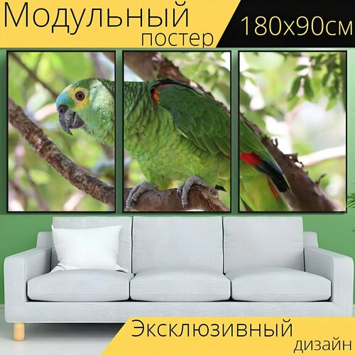 Модульный постер "Попугай, птица, природа" 180 x 90 см. для интерьера