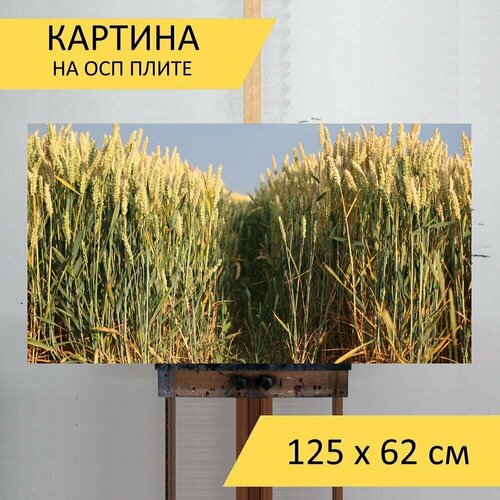 Картина на ОСП 125х62 см. "Пшеница, поля, злаки" горизонтальная, для интерьера, с креплениями