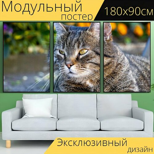 Модульный постер "Кот, голова, домашняя кошка" 180 x 90 см. для интерьера