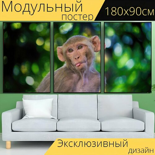 Модульный постер "Макаки резус, обезьяна, млекопитающее" 180 x 90 см. для интерьера